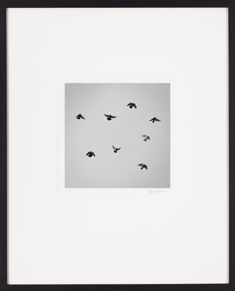 Eight Pigeons, Full Sutton, East Yorkshire, England, 2024 - Robert ...